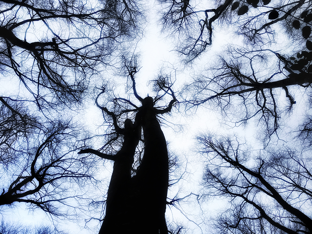 Sam Beresford; The Enchanted Forest & Trees Dancing – Tales From The Forest